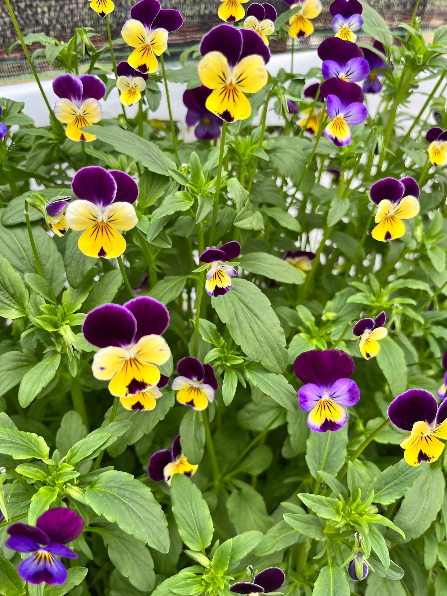 Johnny Jump-Ups (4” Pot) – Emmett's Leaf